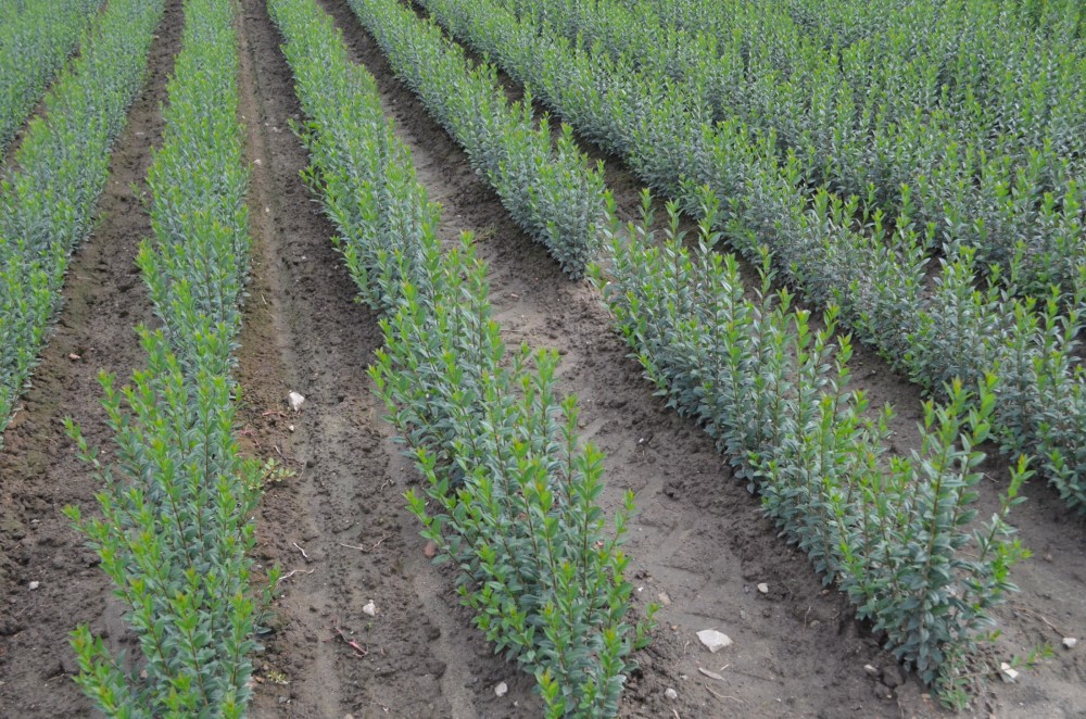 Ligustr pospolity 'Atrovirens' zimozielony sadzonki 60-80 cm gk ...