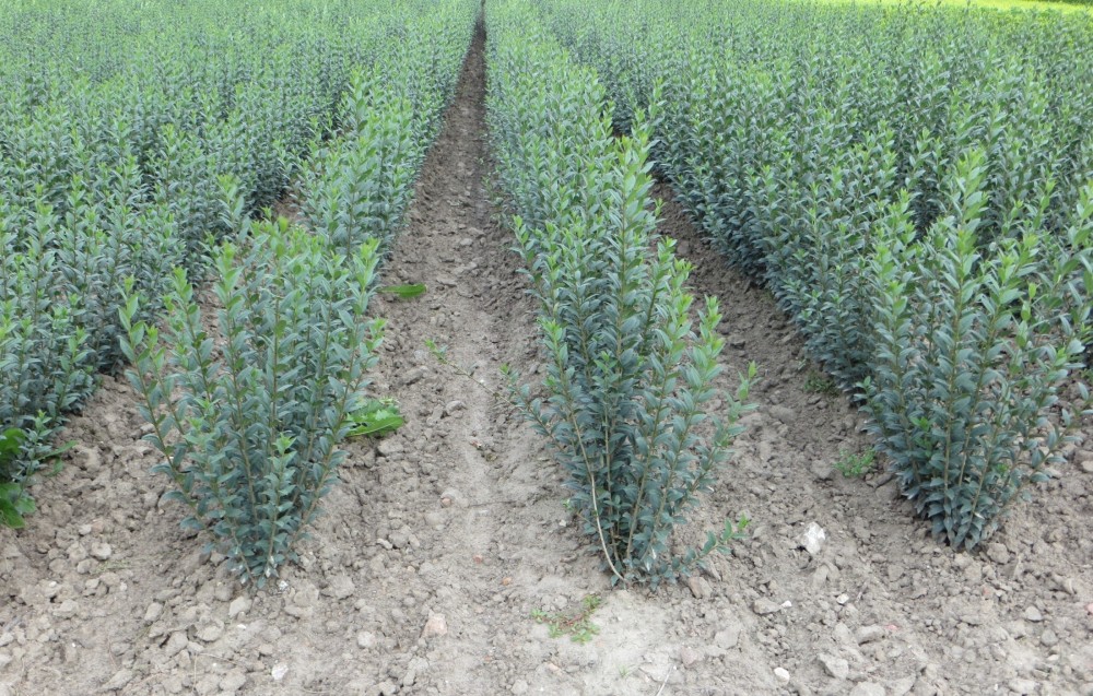 Ligustr pospolity 'Atrovirens' zimozielony sadzonki 60-80 cm gk ...