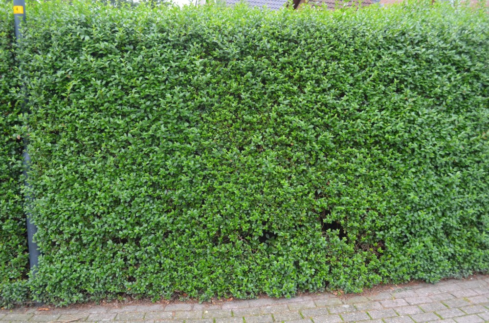 Ligustr pospolity - sadzonki 60-80 cm gk Ligustrum vulgare