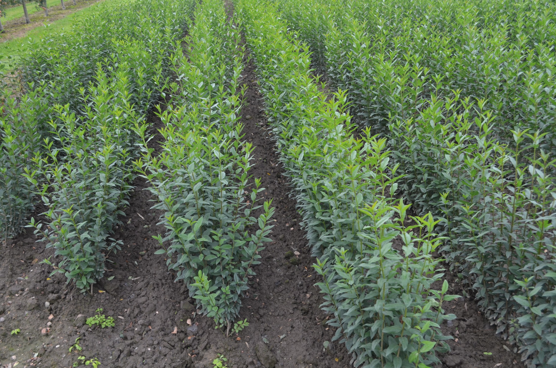 Ligustr pospolity - sadzonki 60-80 cm gk Ligustrum vulgare