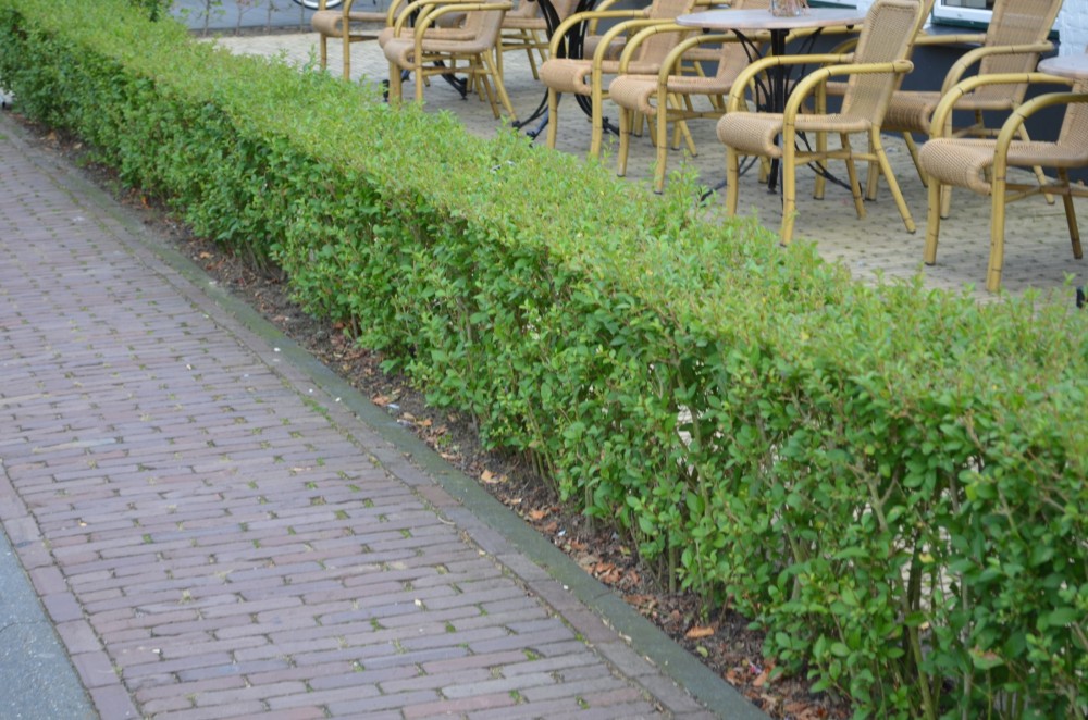 Ligustr pospolity - sadzonki 60-80 cm gk Ligustrum vulgare
