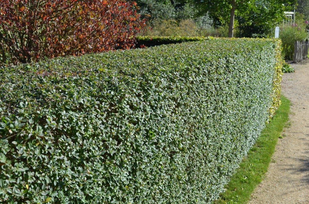 Ligustr pospolity 'Atrovirens' zimozielony sadzonki 60-80 cm gk ...