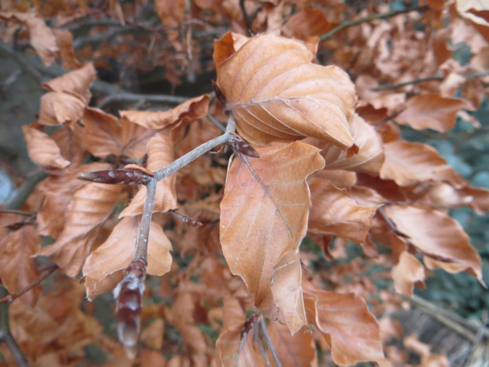 Buk pospolity 'Atropunicea' - sadzonki 90-120 cm gk Fagus sylvatica ...