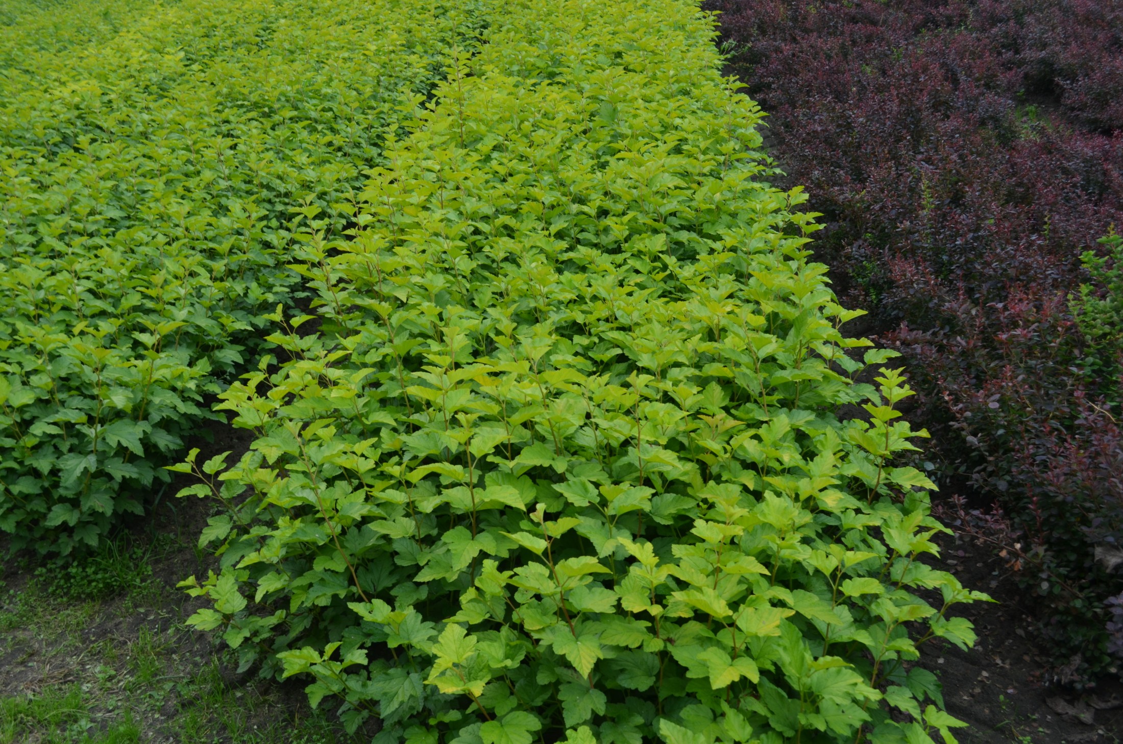 Pęcherznica kalinolistna 'Luteus' - sadzonki 30-55 cm gk Physocarpus ...