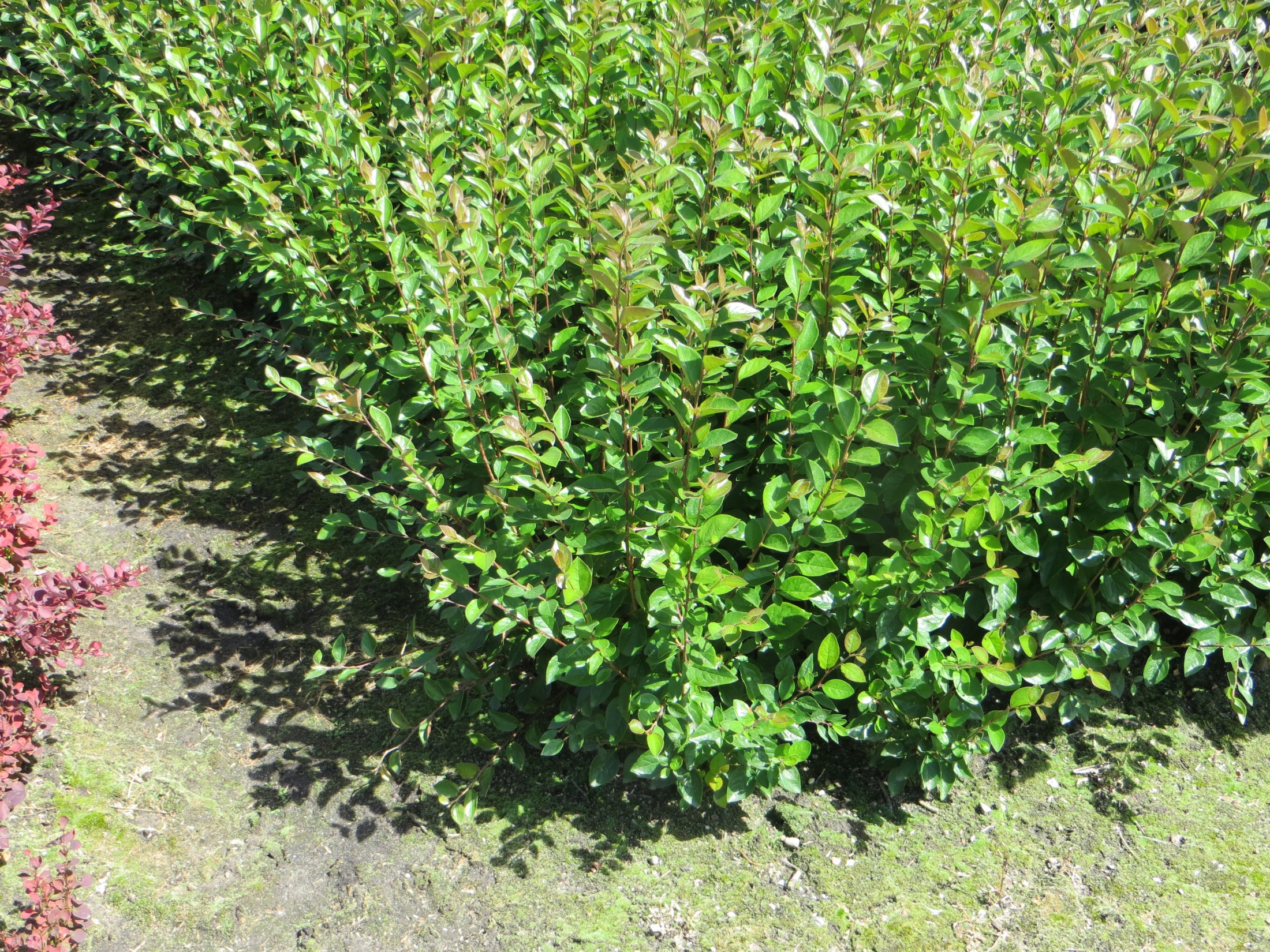 Irga błyszcząca (lucida) - sadzonki 80-110 cm gk Cotoneaster lucidus