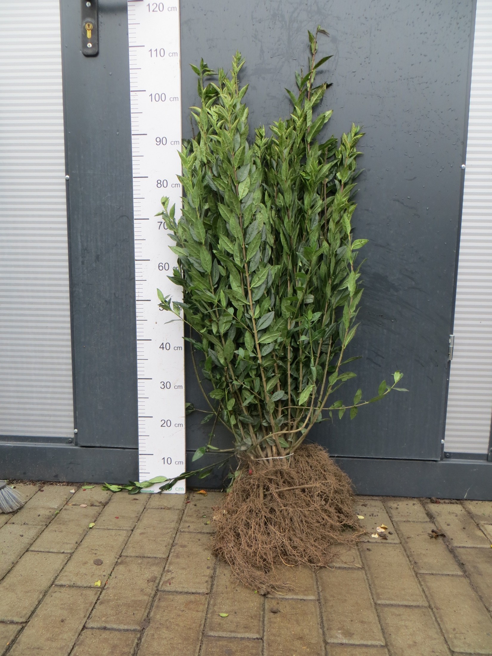 Ligustr pospolity 'Atrovirens' zimozielony sadzonki 60-80 cm gk ...