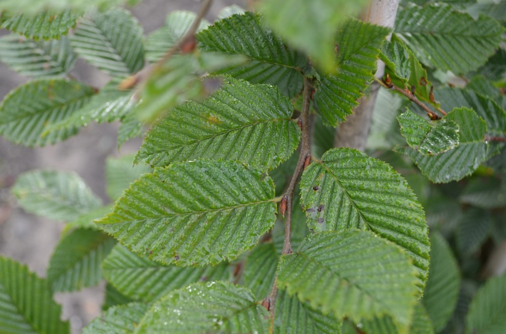 Grab pospolity - sadzonki 20-40 cm gk Carpinus betulus