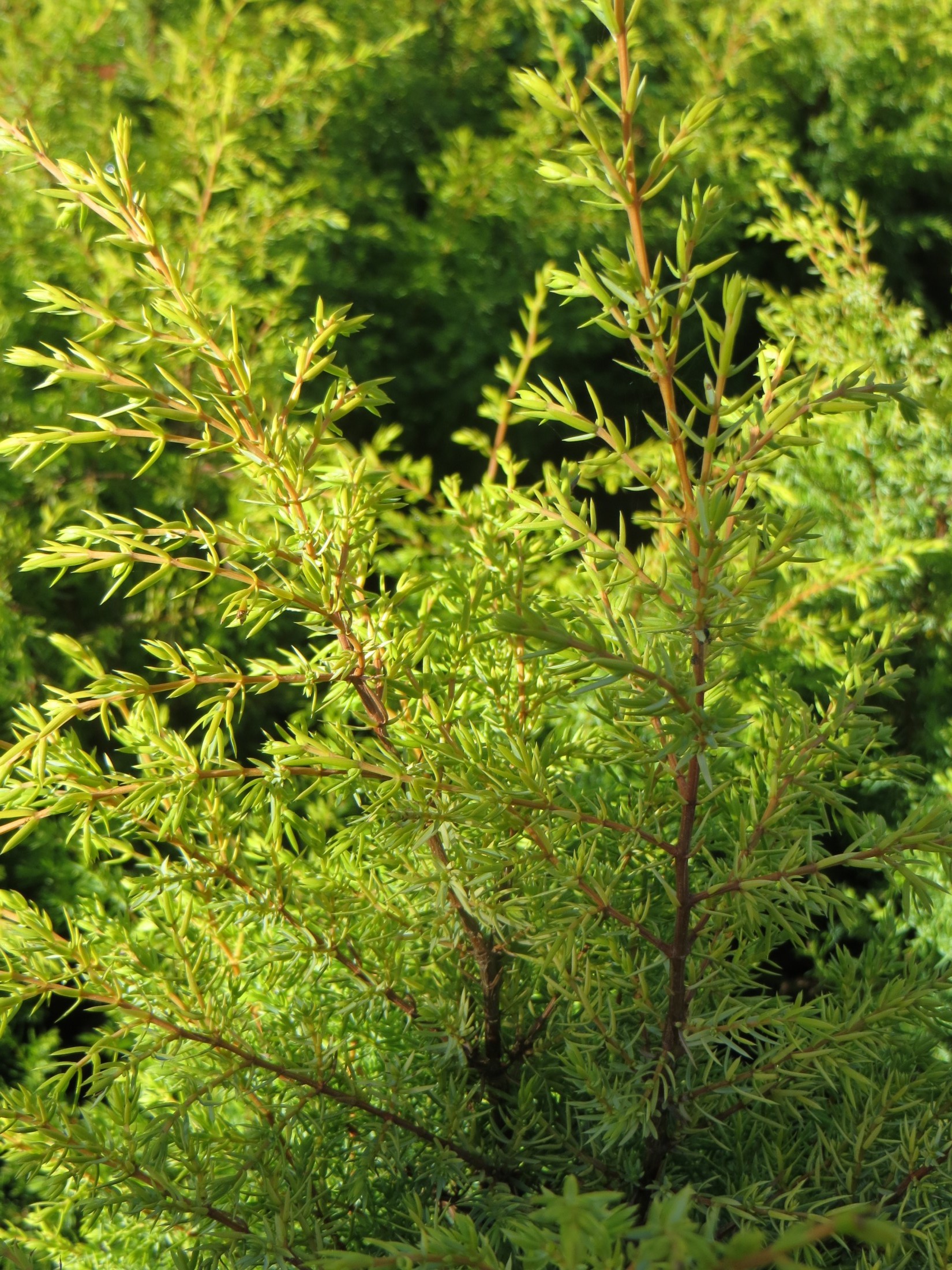 Jałowiec / Juniperus