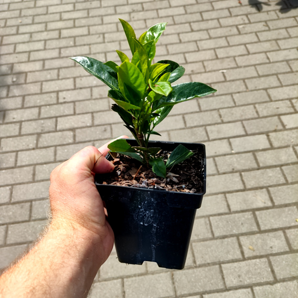 Laurowiśnia wschodnia 'Obelisk' - sadzonki 15-20 cm C1 Prunus ...